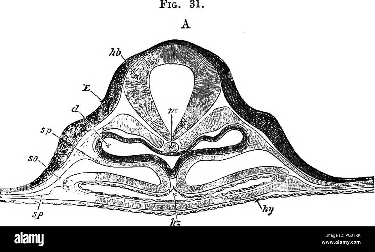 The image illustrates the developmental stages in embryology, focusing ...