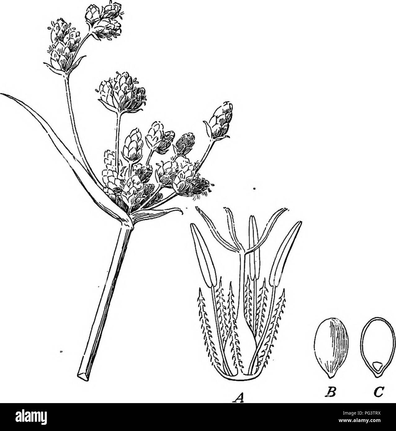 This botanical illustration focuses on the flower, seed, and ...