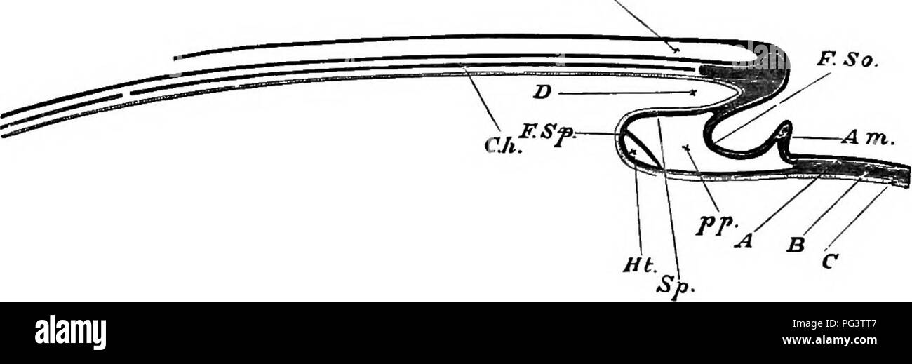 This work on embryology explains the development of the heart and the ...