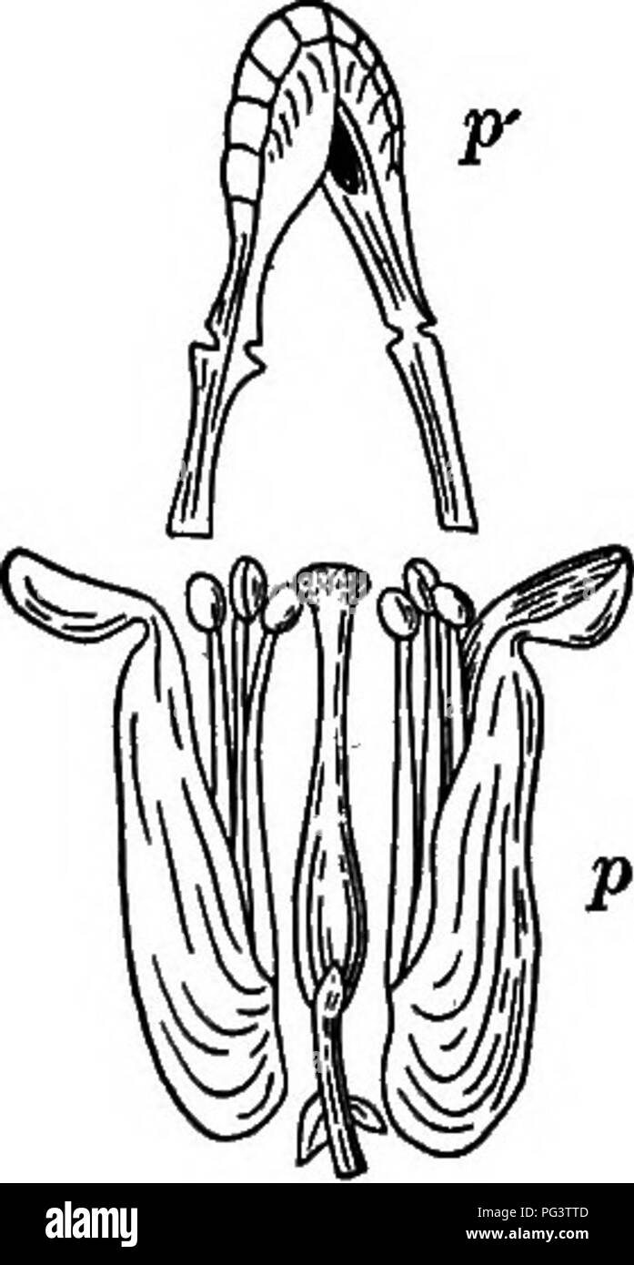 Heart shaped basal leaves hi-res stock photography and images - Alamy