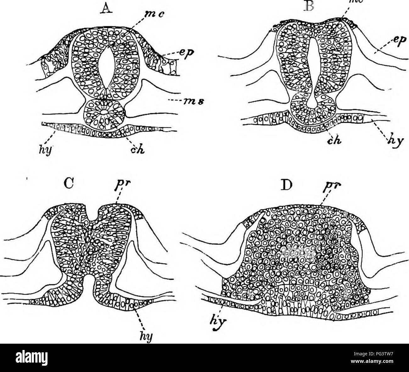Duck embryo hi-res stock photography and images - Alamy