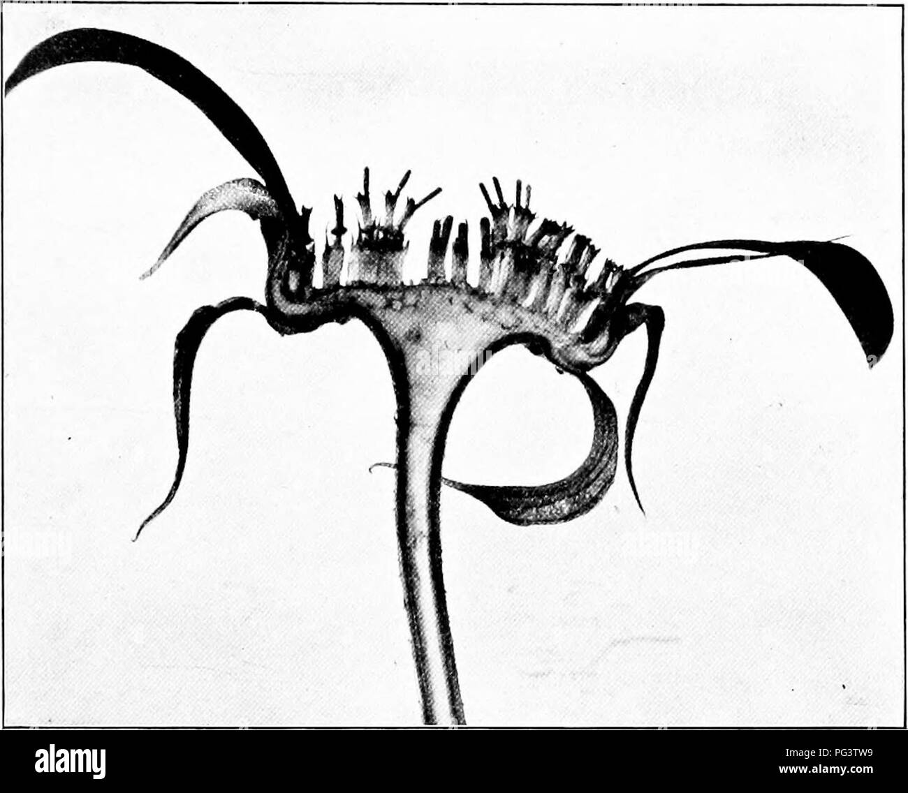 This illustration from 'Nature-study' depicts the anatomy of a ...