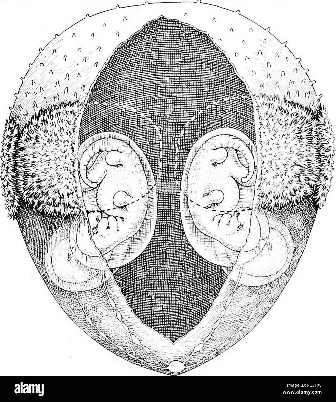 Egg removal Black and White Stock Photos & Images - Alamy