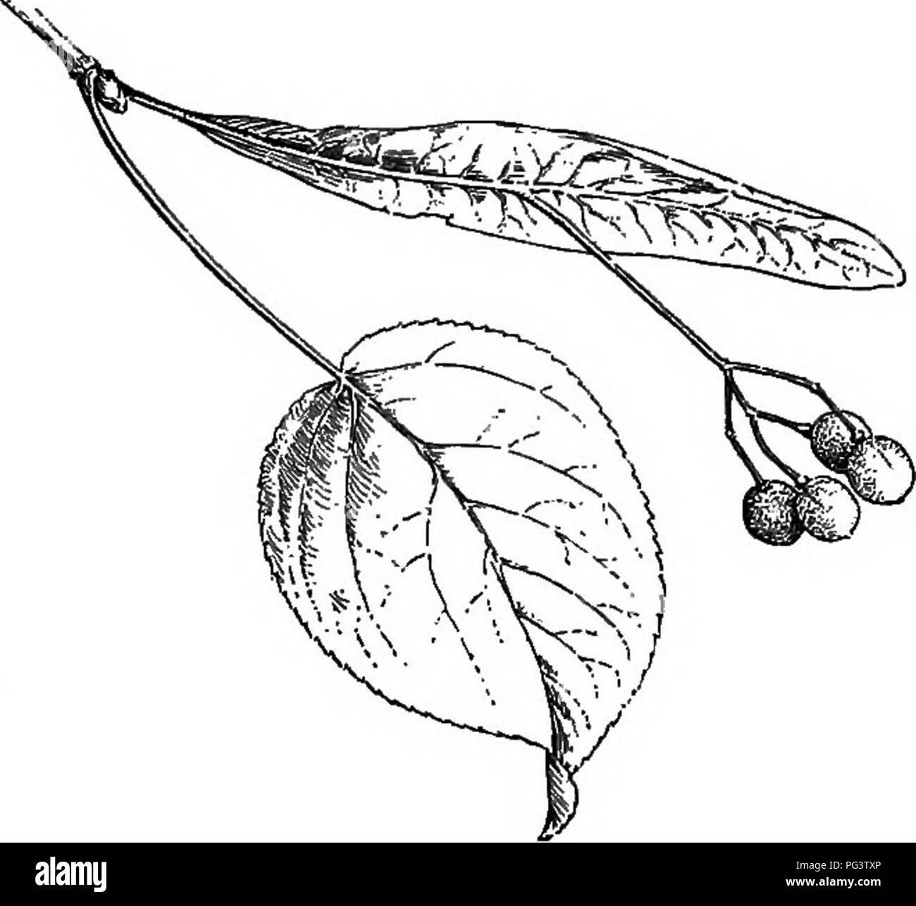 Witch hazel seeds hi-res stock photography and images - Alamy