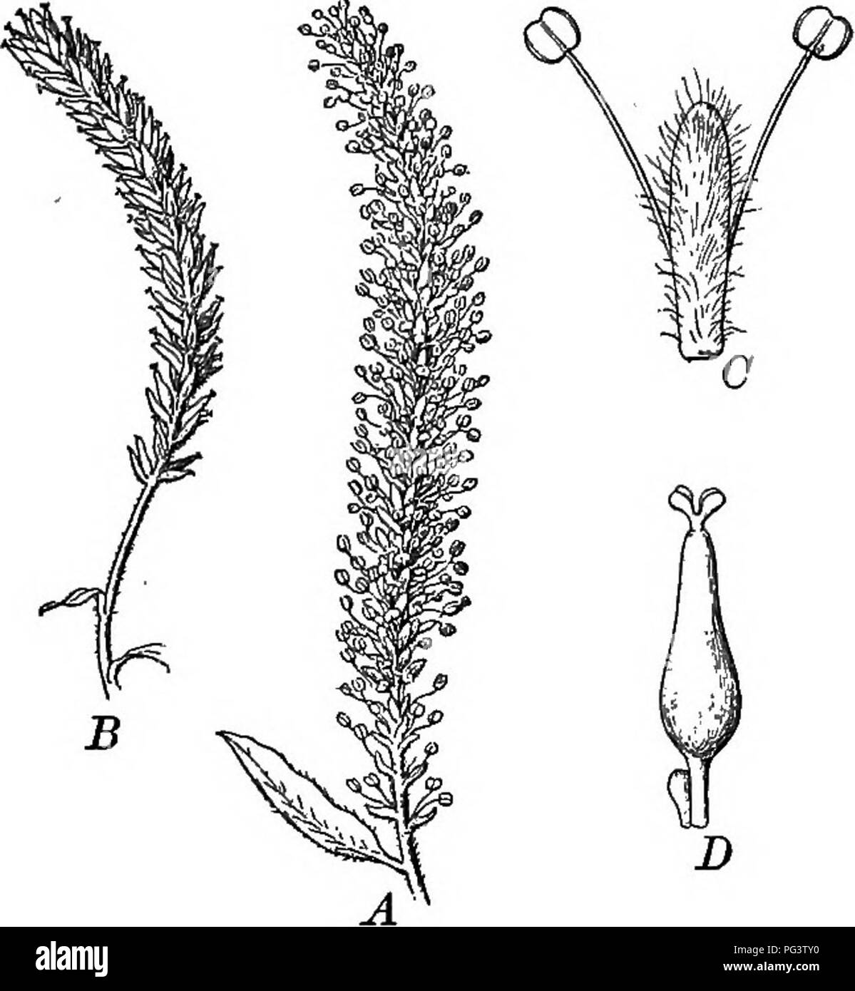 Persistent leaves Black and White Stock Photos & Images - Alamy