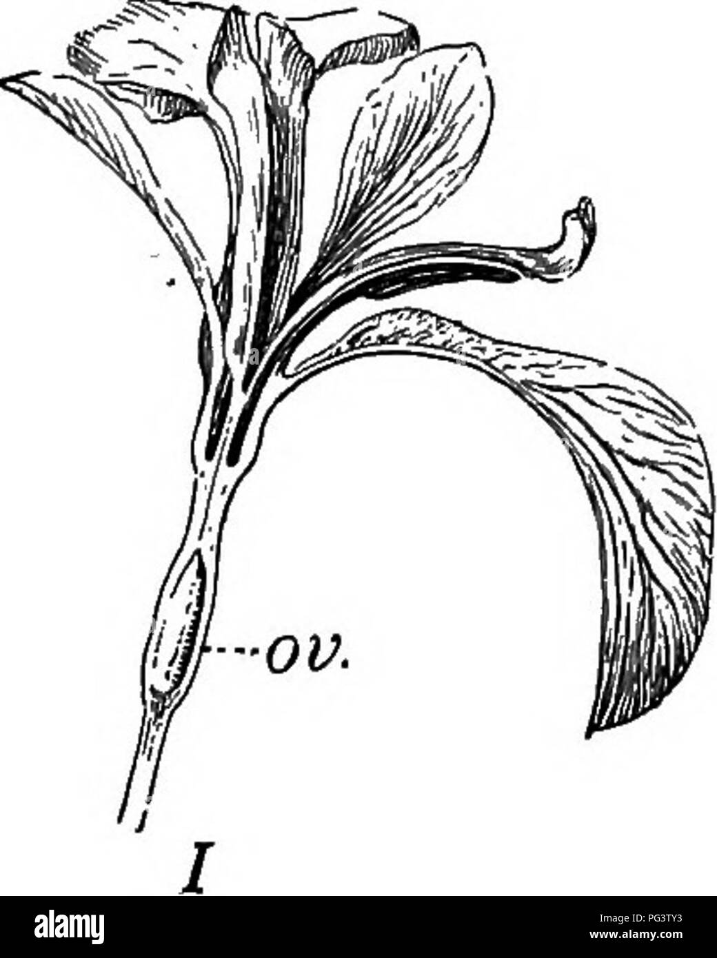 Longitudinal Section Of Stock Photos & Longitudinal Section Of Stock ...