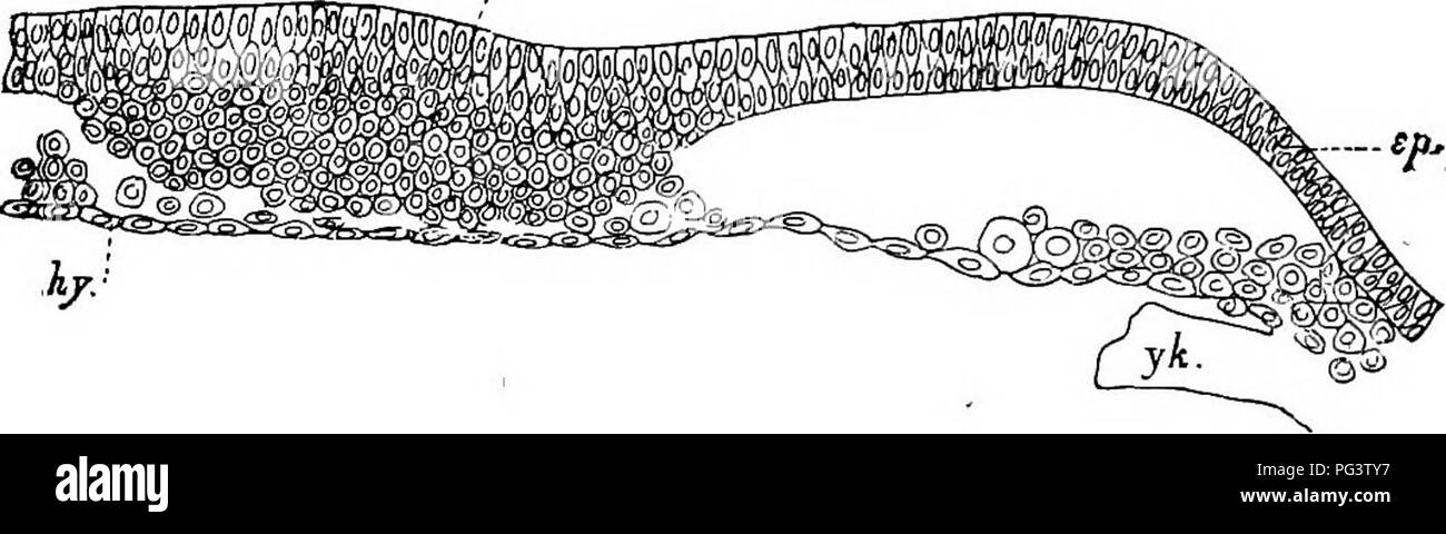 This text discusses the early stages of embryology, particularly the ...