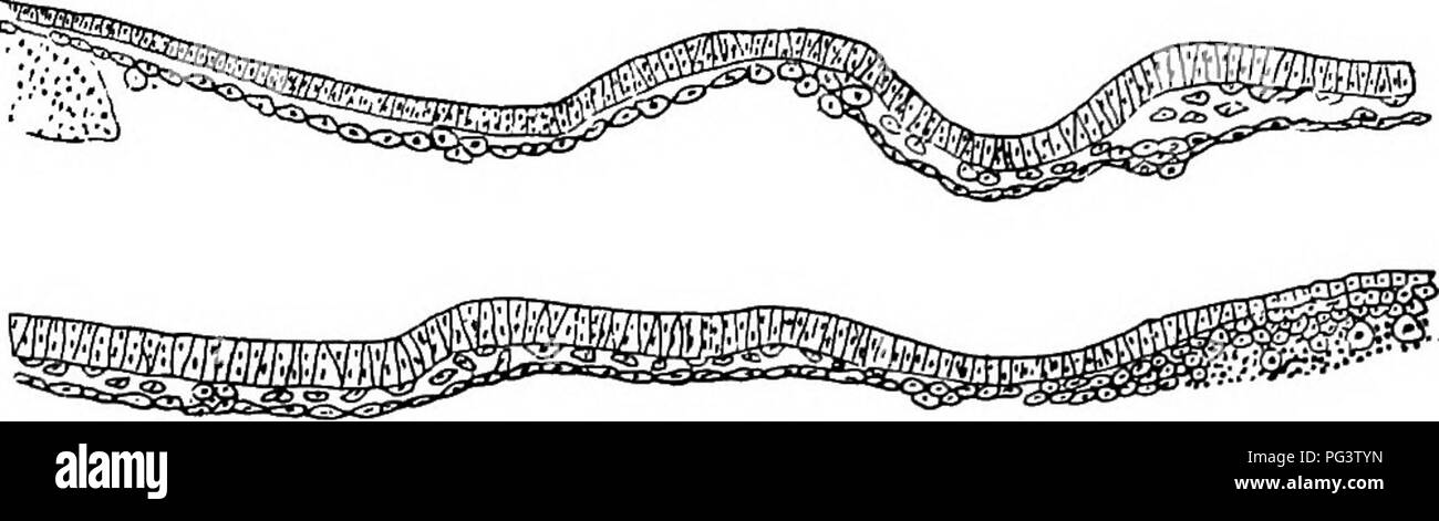 This illustration from embryology shows the formation of the three germ ...