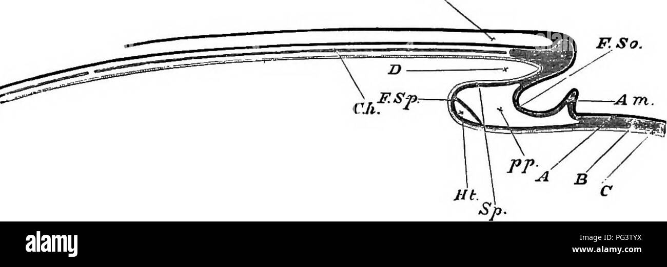 . The elements of embryology . Embryology. 3J. PRELIMINARY ACCOUNT. Fig ...