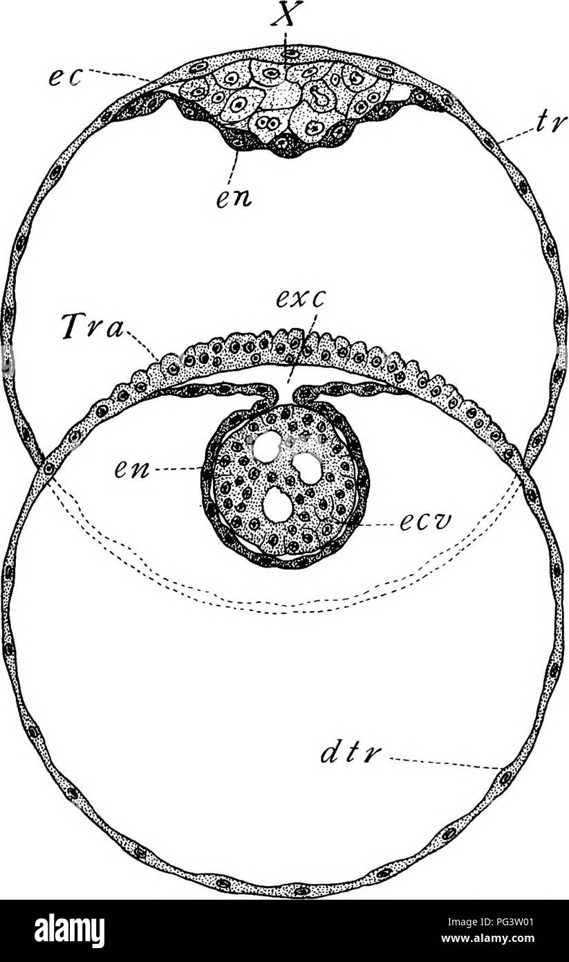 . The biology of twins (mammals) . Twins. Fig. io Fig. II Figs, io, ii ...