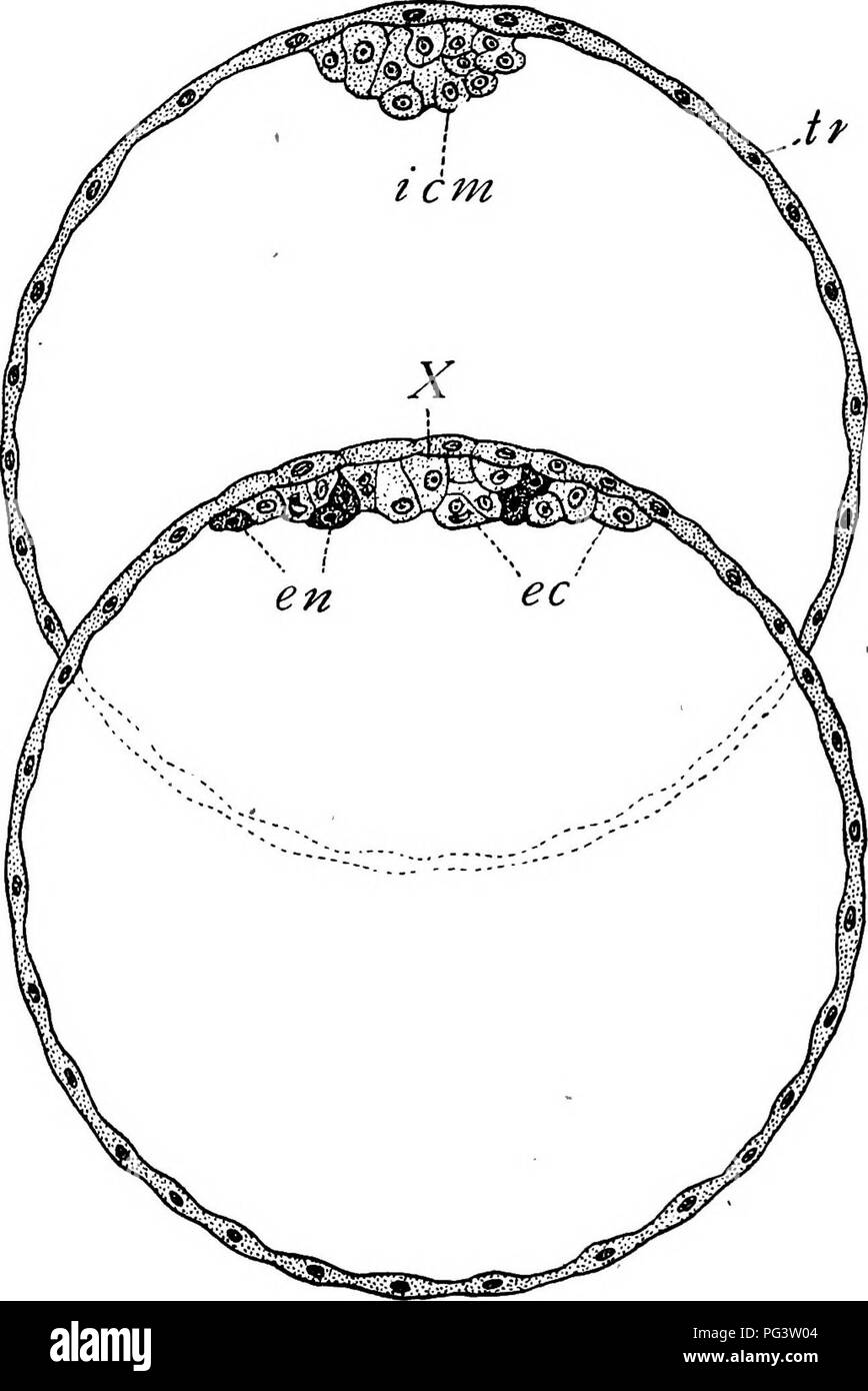 Inner cell mass hi-res stock photography and images - Alamy