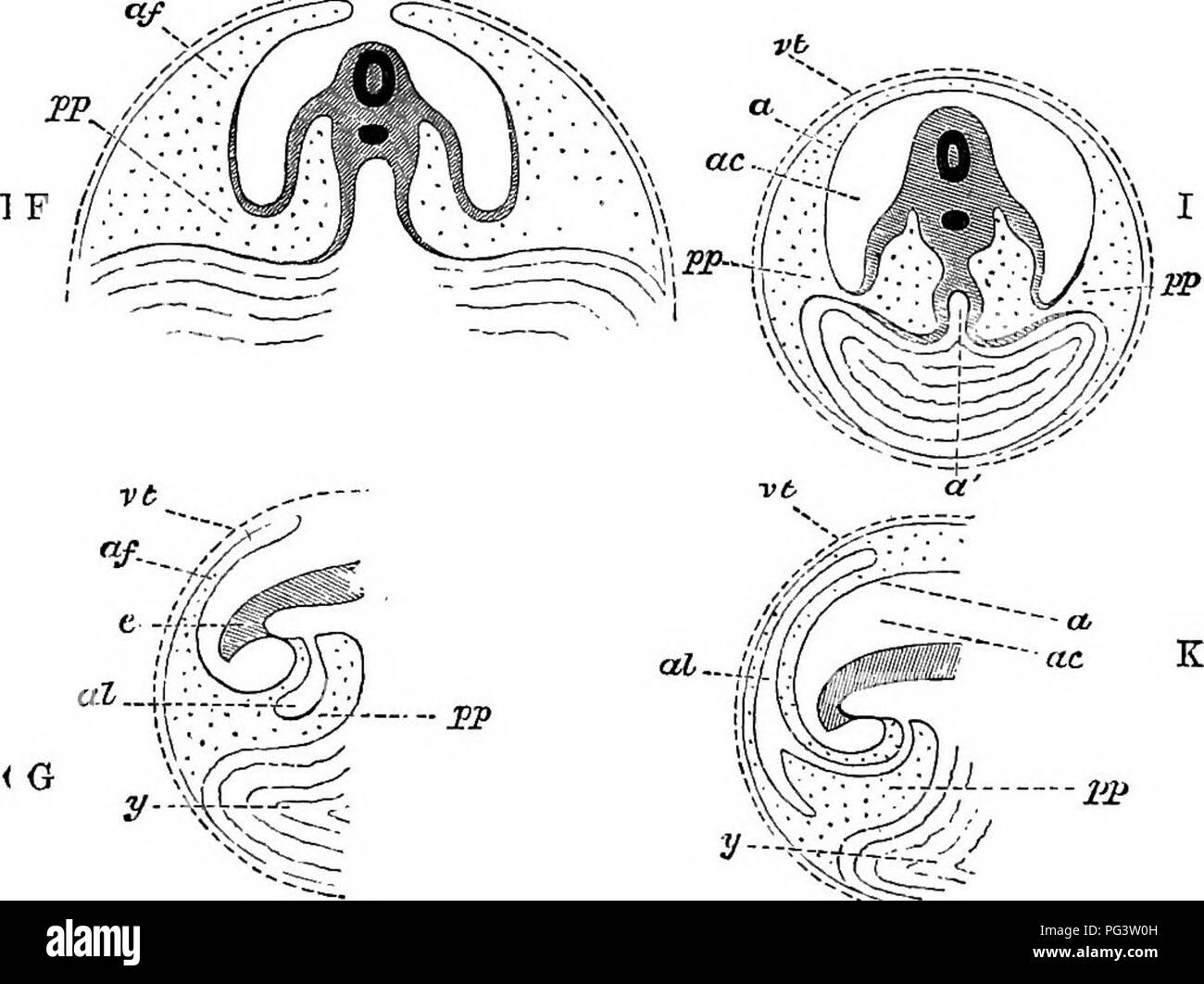 Fetal tissue Cut Out Stock Images & Pictures - Alamy