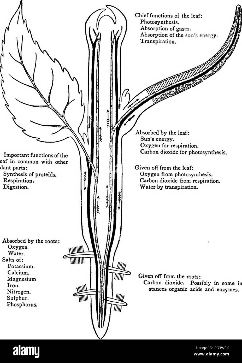This manual on nature study provides an overview of the essential ...
