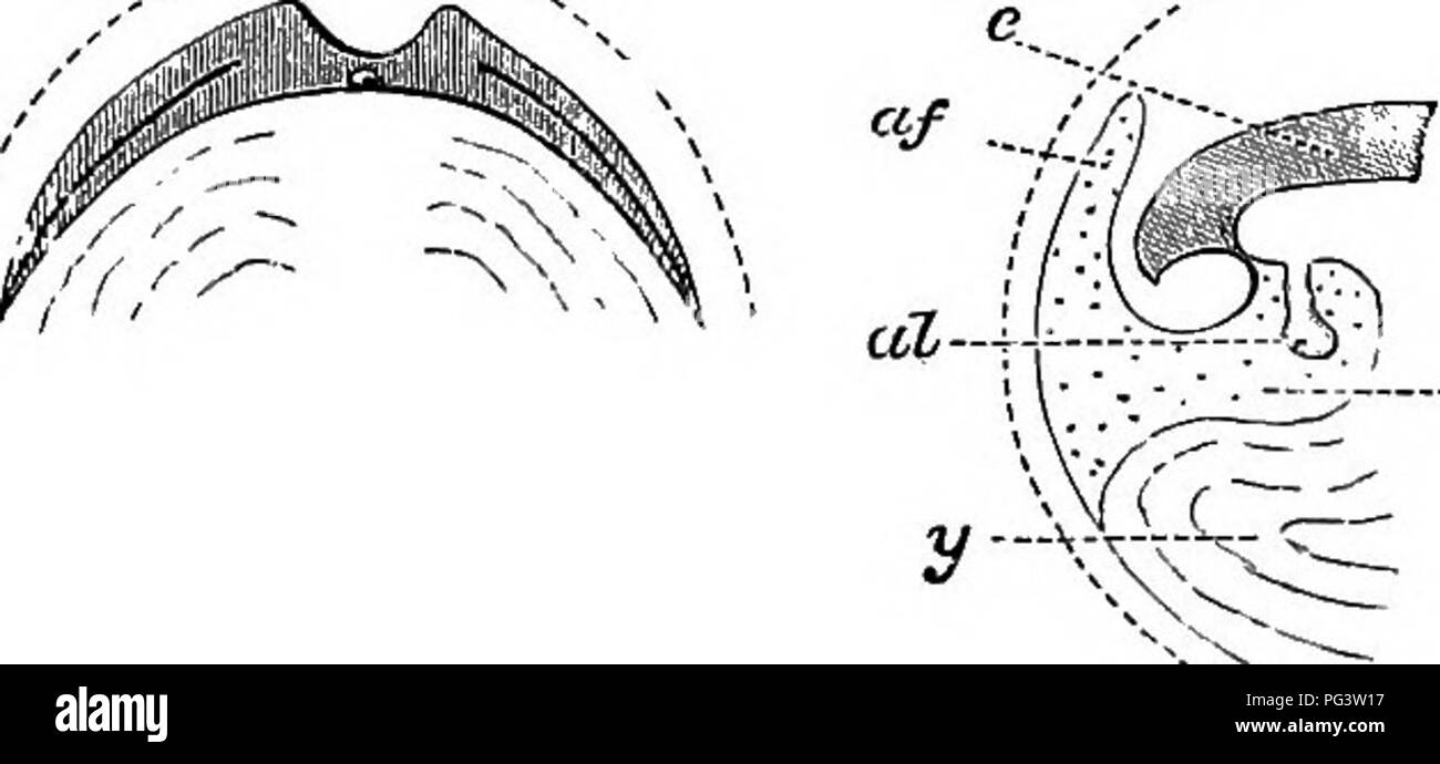 Vitelline membrane hi-res stock photography and images - Alamy