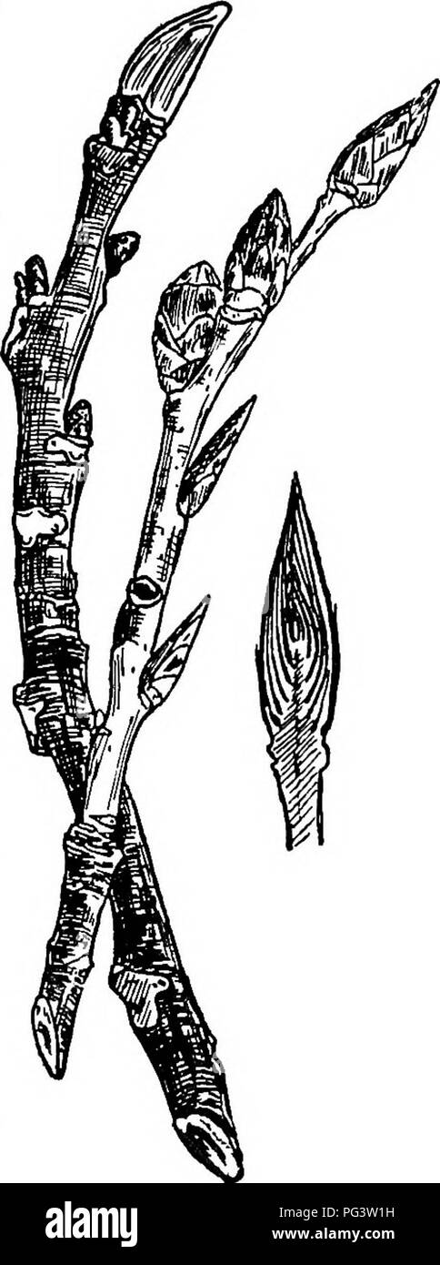 This manual offers guidance for teaching nature study, focusing on ...