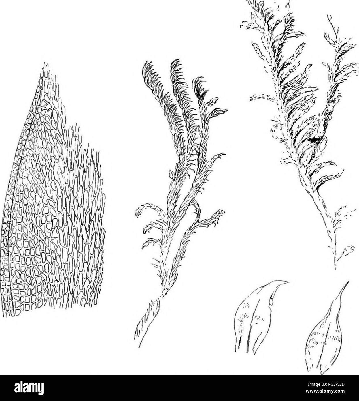 This guide provides an easy-to-use handbook for identifying common moss ...