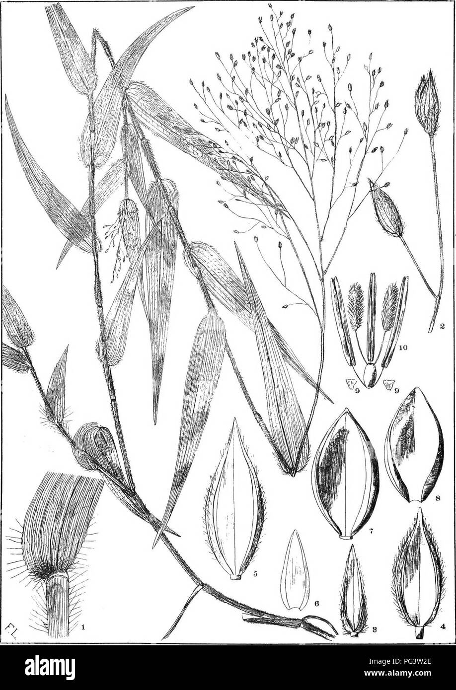 Indigenous plants south africa Black and White Stock Photos & Images ...
