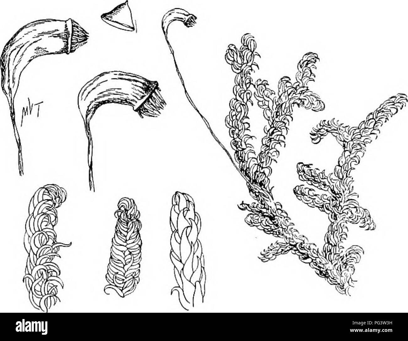 This guide provides an introduction to the most common mosses of the ...