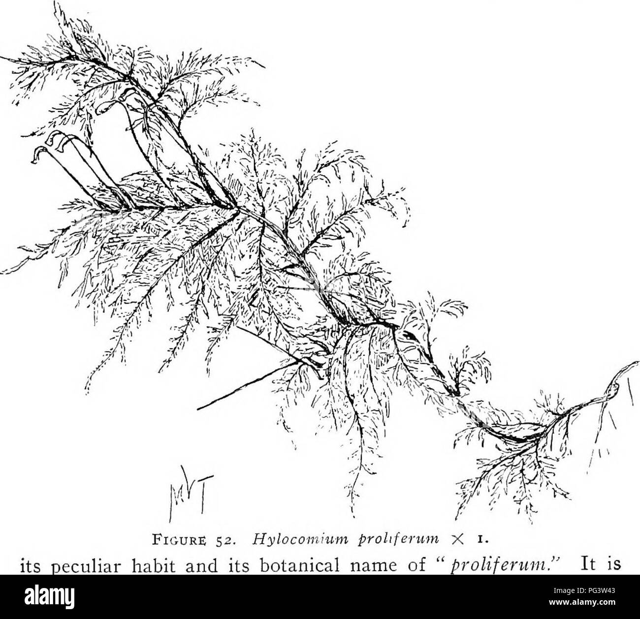 *Mosses with a Hand-Lens* is a guidebook for easily identifying common ...