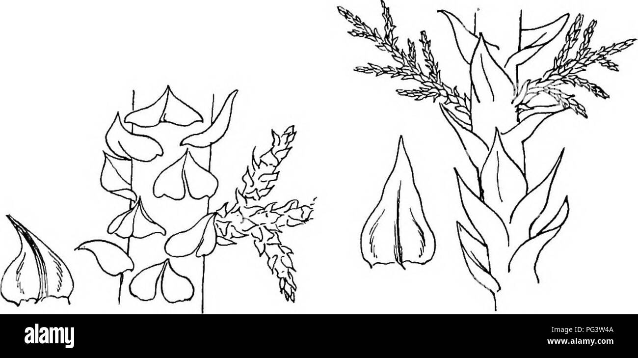 Thuidium delicatulum Black and White Stock Photos & Images - Alamy