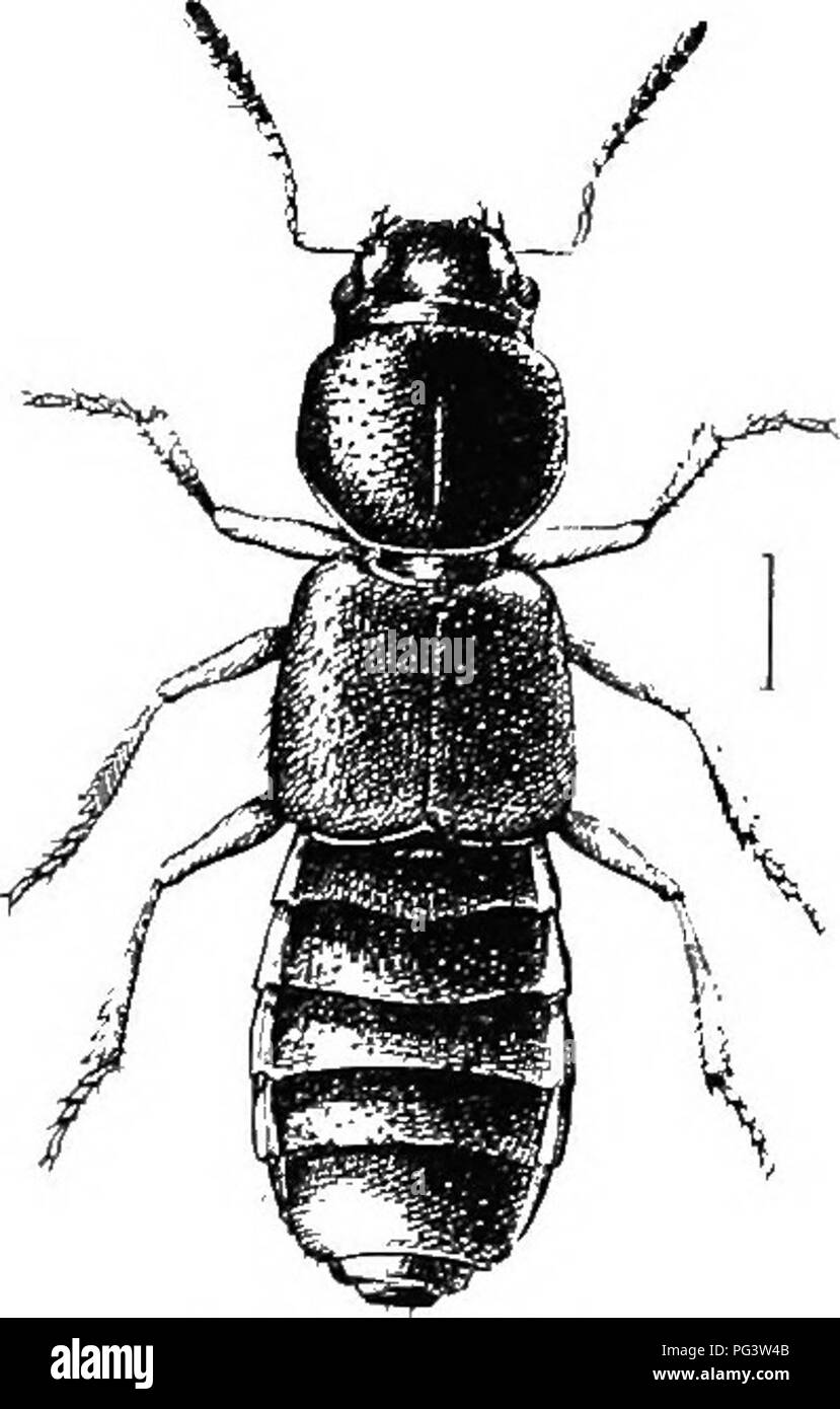 . An illustrated descriptive catalogue of the coleoptera or beetles ...