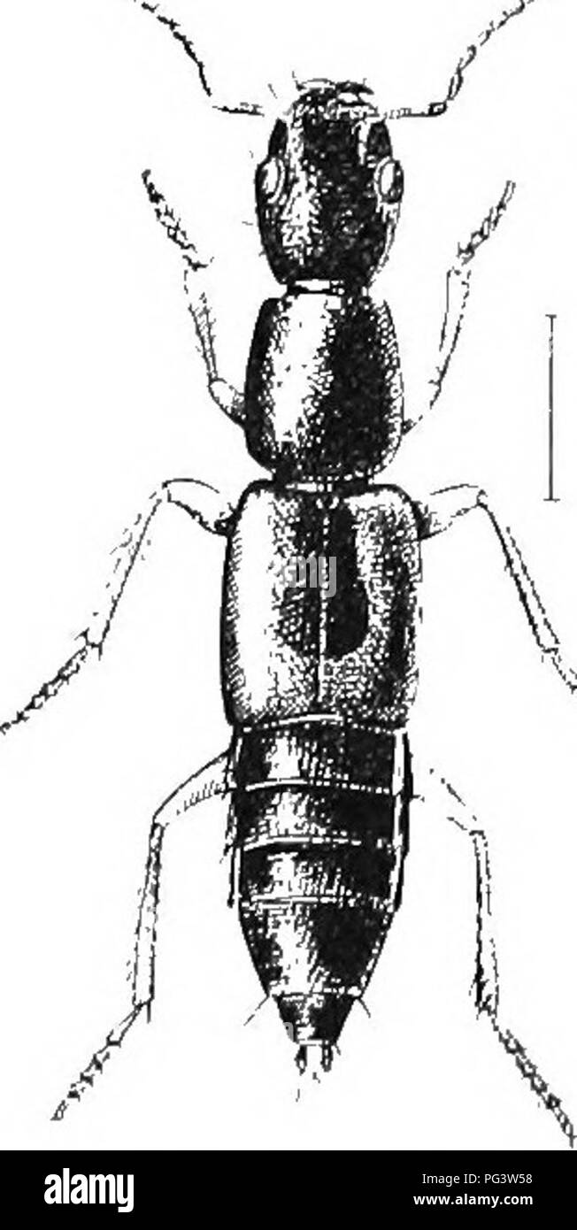 This catalogue describes various beetles found in Indiana, excluding ...