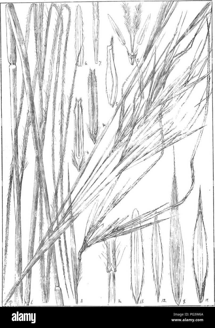 Page from 'Natal Plants' by J. Medley Wood and Maurice S. Evans ...