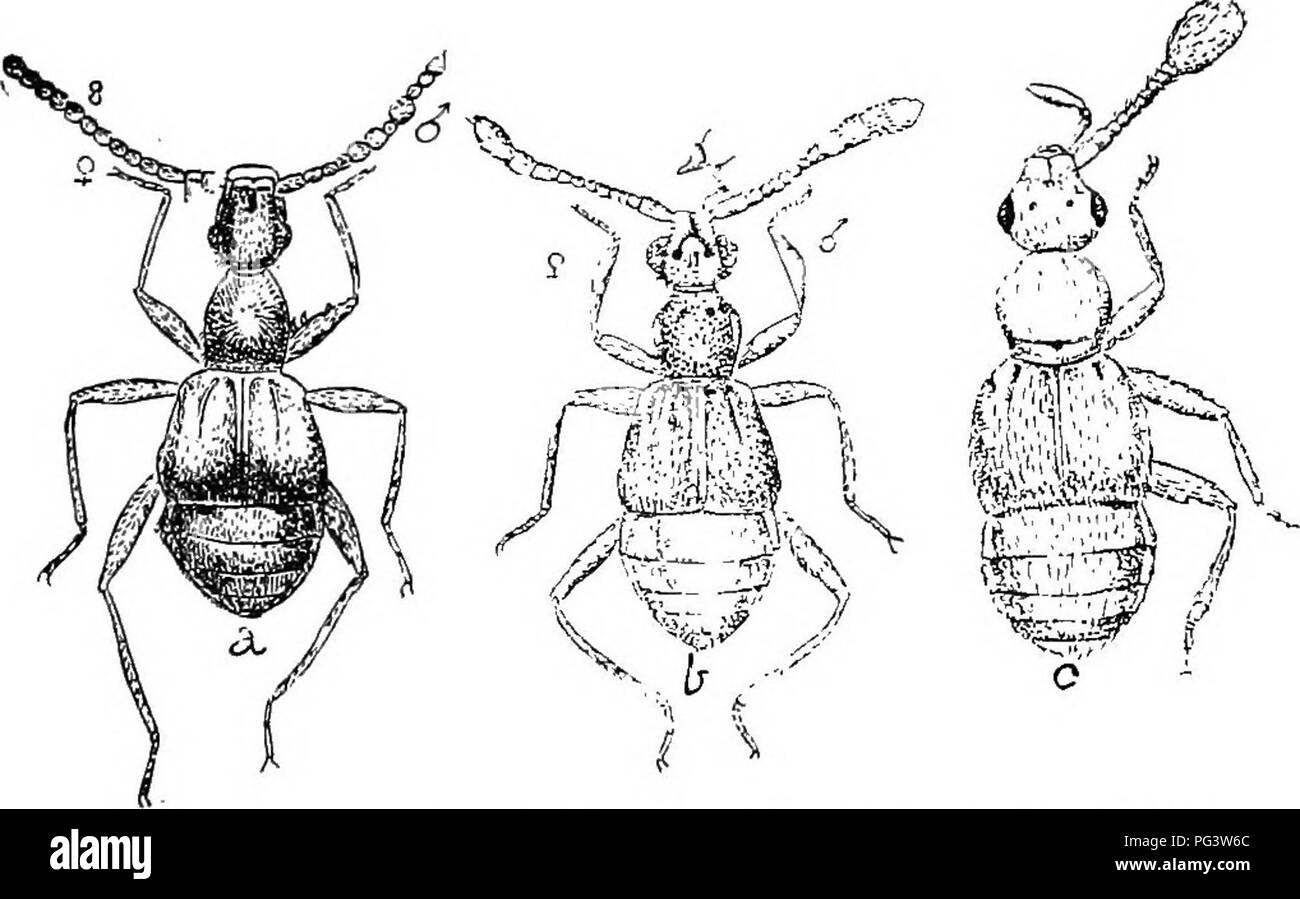 Wide thorax Cut Out Stock Images & Pictures - Alamy
