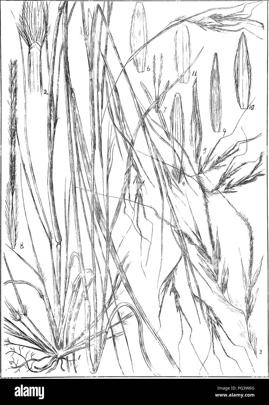 This botanical work describes the native plants of Natal, offering ...