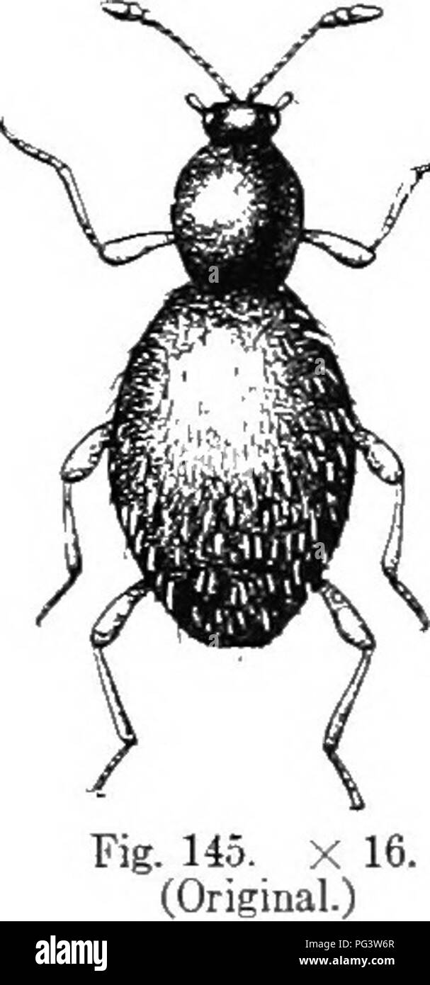 This illustrated catalog provides detailed descriptions of Coleoptera ...