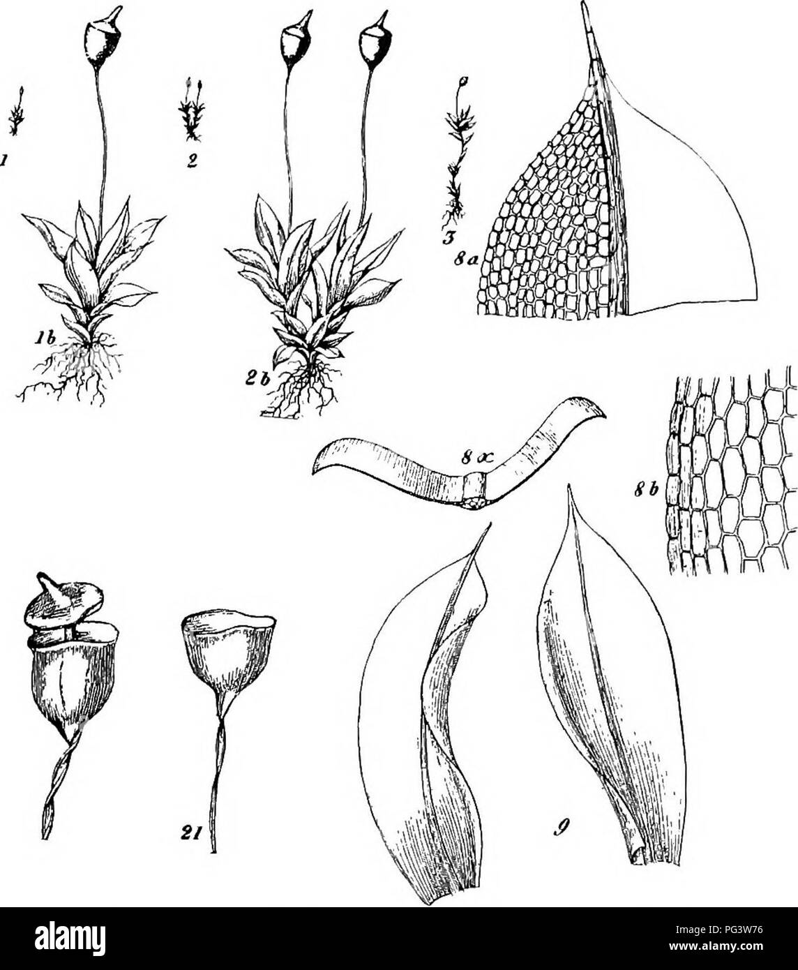 This guide provides a comprehensive look at common mosses of the ...
