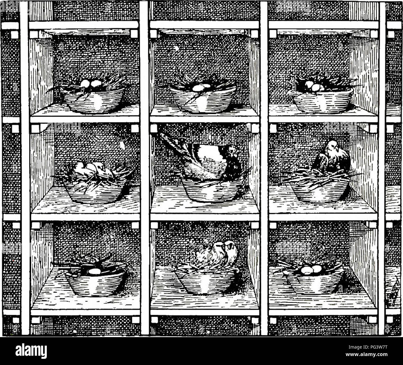 Will nest in nest boxes hi-res stock photography and images - Alamy