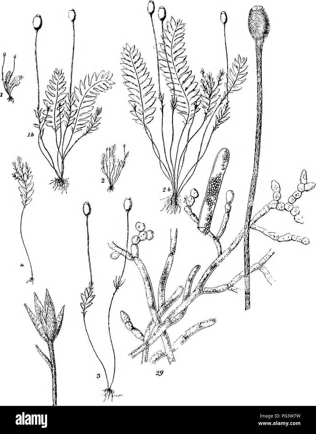 This guide introduces the identification of common moss species in the ...