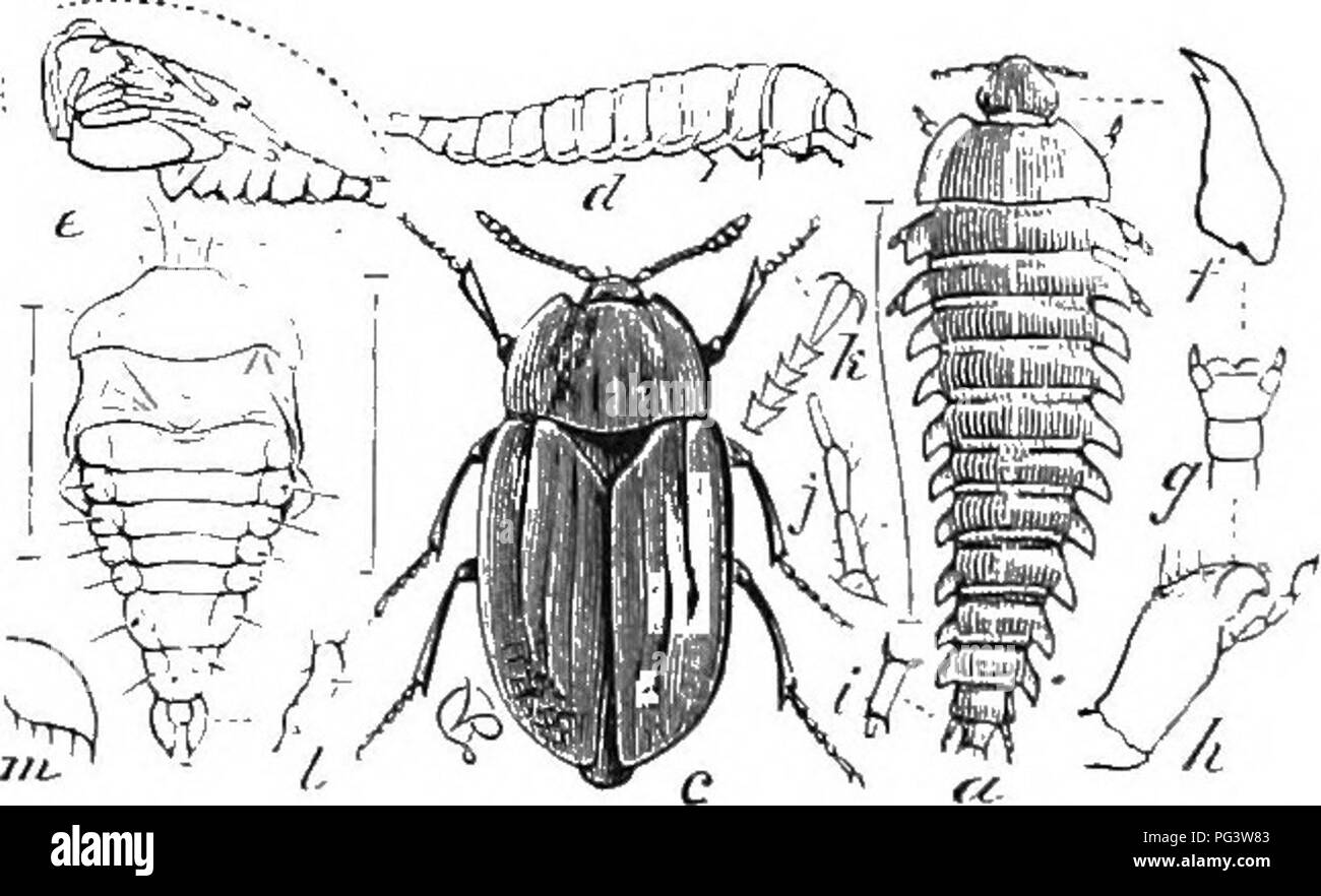 Beetles insects identification Black and White Stock Photos & Images ...