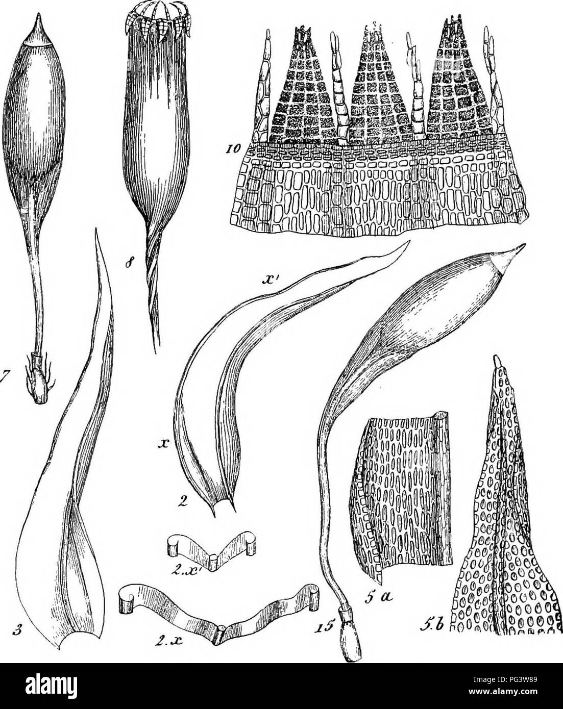 Cells of a moss plant hi-res stock photography and images - Alamy