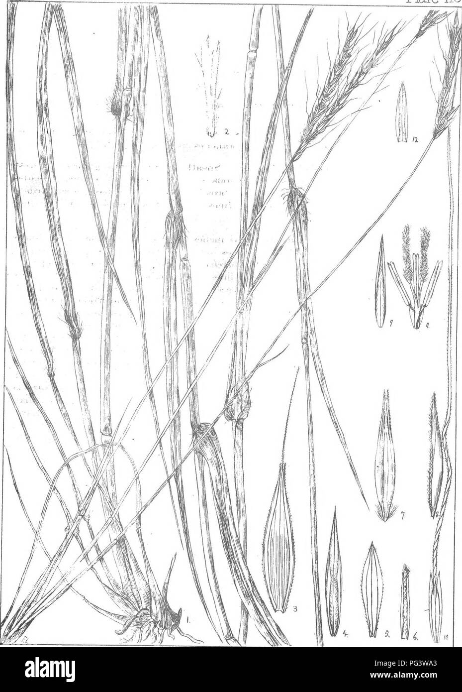 Natal Plants by J. Medley Wood and Maurice S. Evans documents native ...