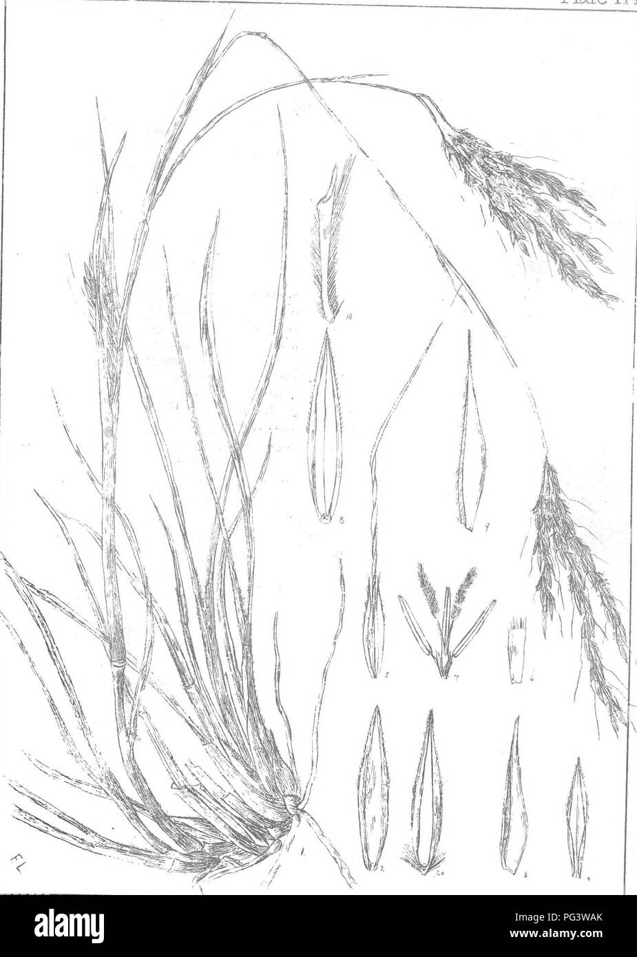 Descriptions and figures of Natal indigenous plants, with notes on ...