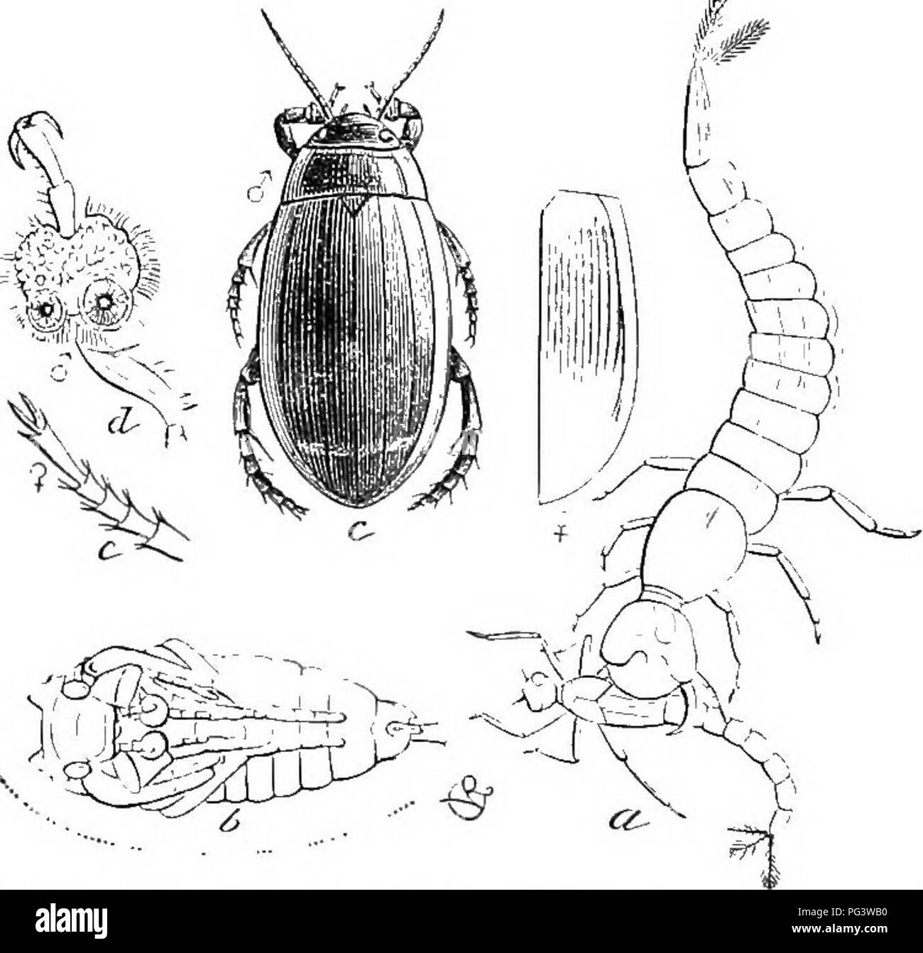 . An illustrated descriptive catalogue of the coleoptera or beetles ...