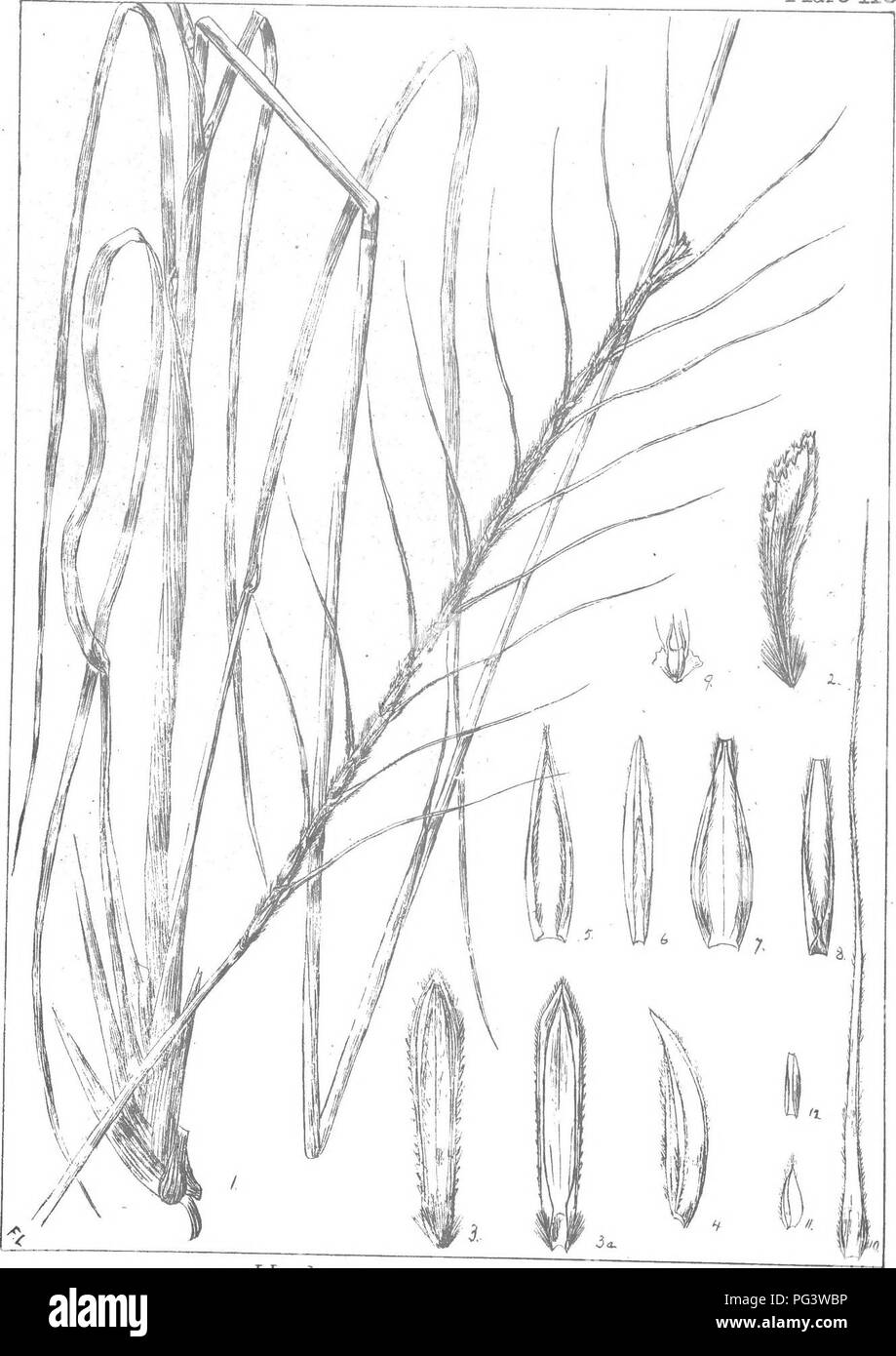 This work describes the native plants of Natal, with detailed ...