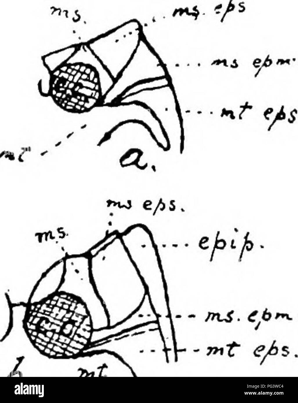 This catalog provides detailed descriptions of beetles in Indiana ...