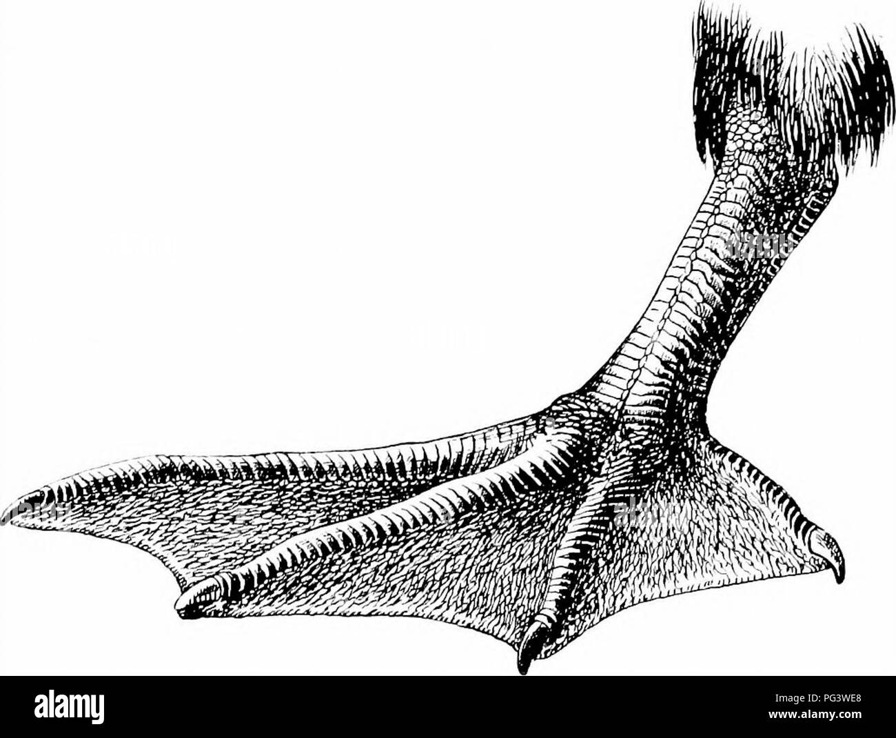 Pig neck Black and White Stock Photos & Images - Alamy