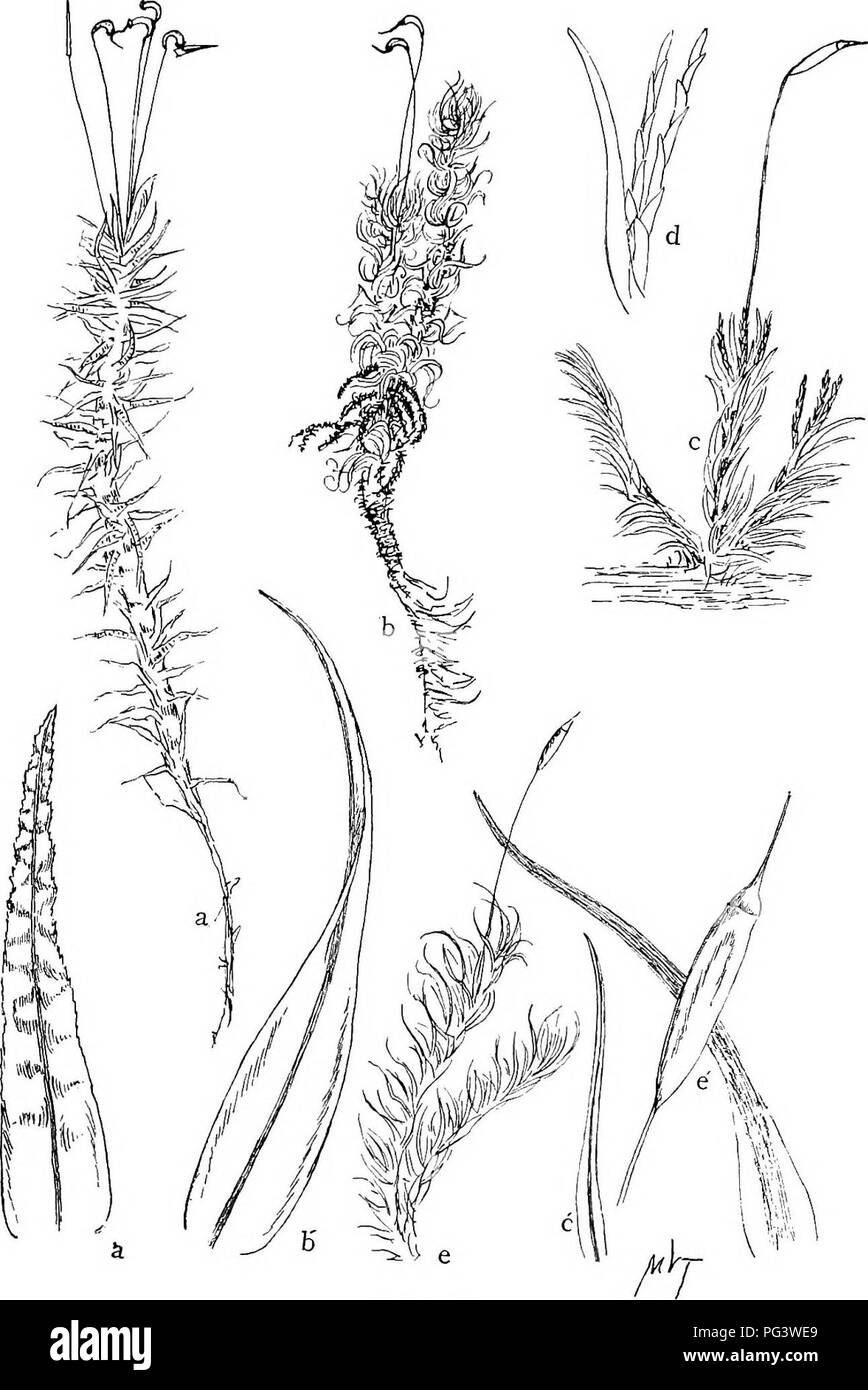 This image illustrates the details of various moss species, focusing on ...