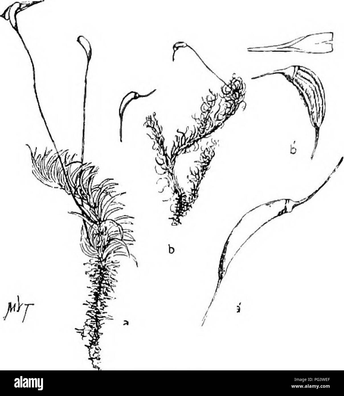This handbook serves as a guide to identifying common moss species in ...