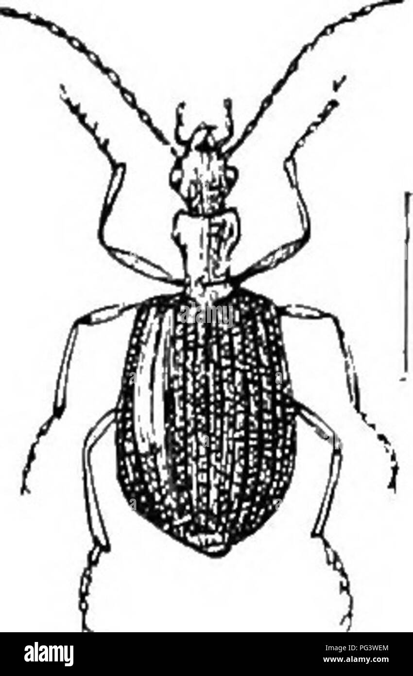 Prosternum hi-res stock photography and images - Alamy