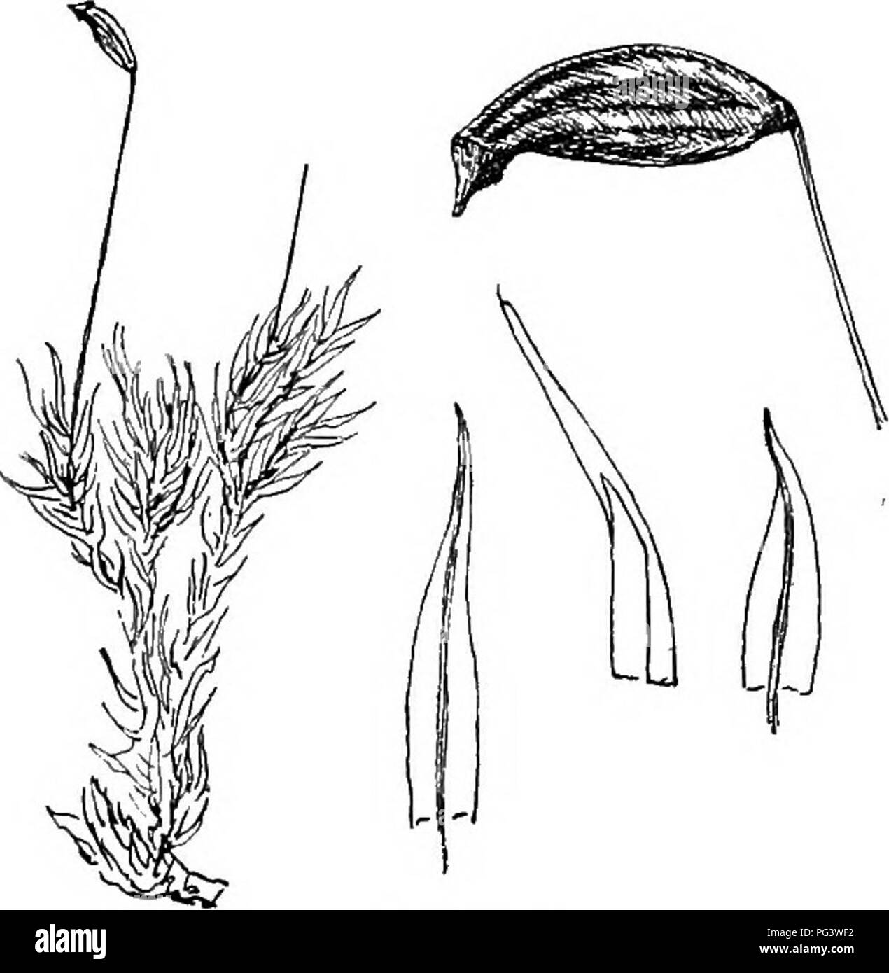 This handbook provides a practical guide to identifying common moss ...