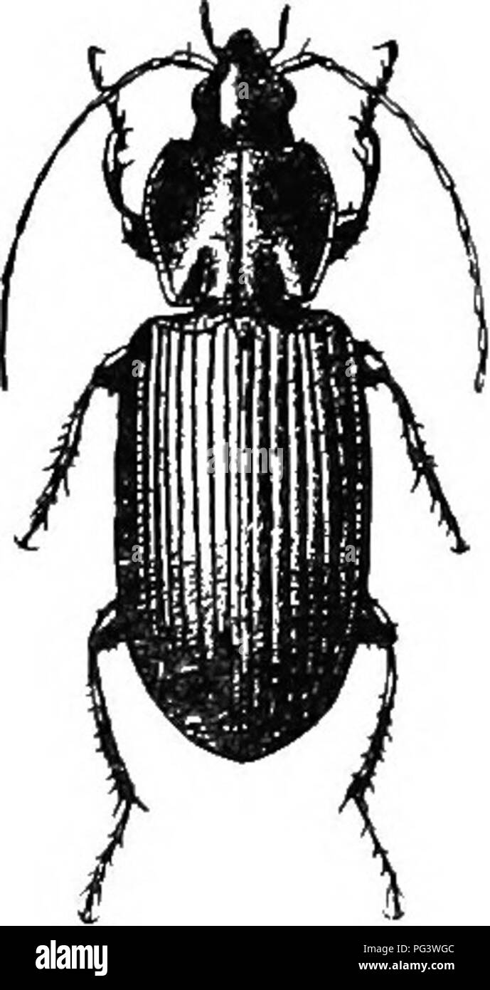 Illustrated catalogue detailing the beetles of Indiana, excluding the ...