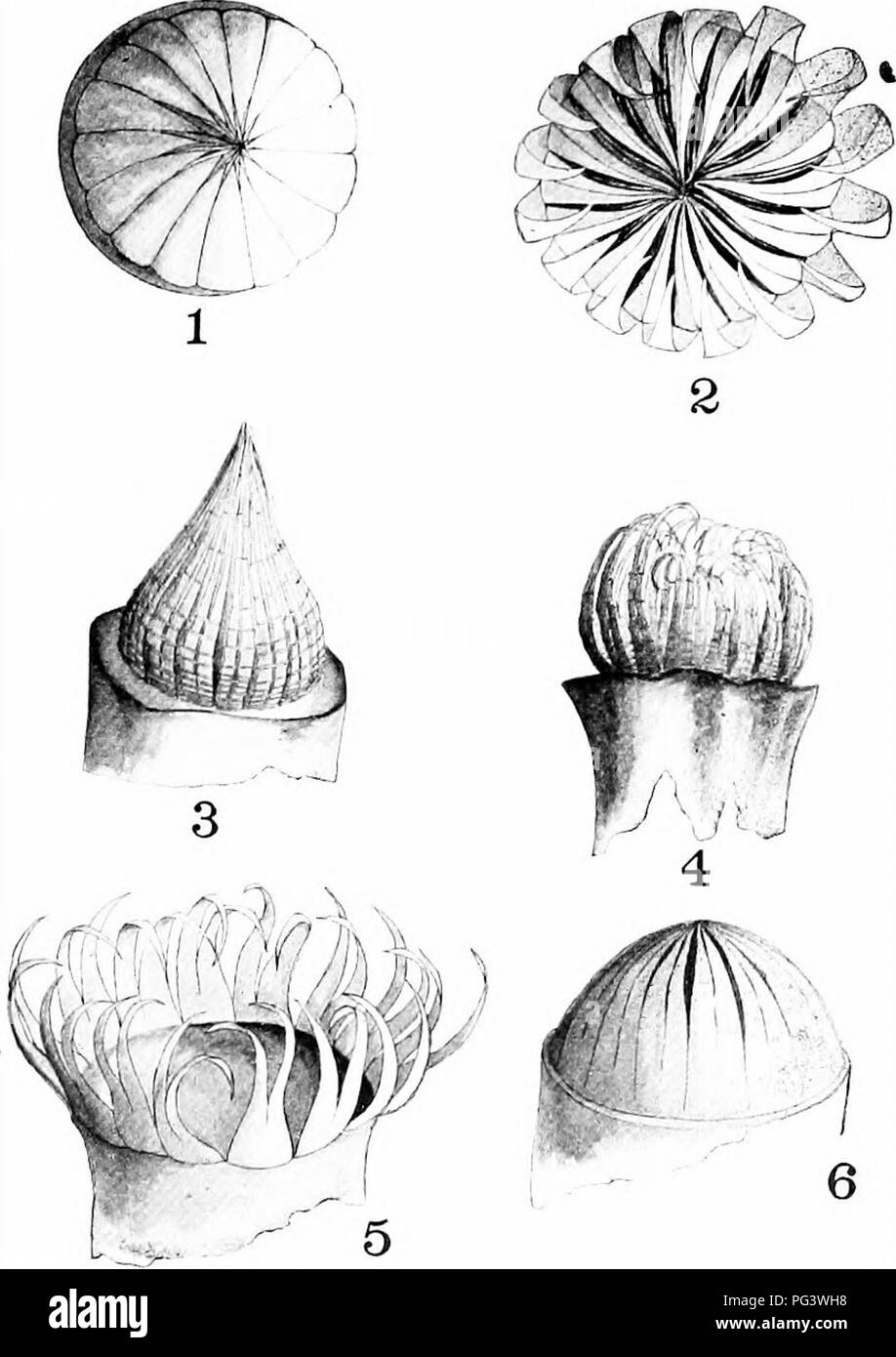 *Mosses with a Hand-Lens* is a practical guide to identifying common ...