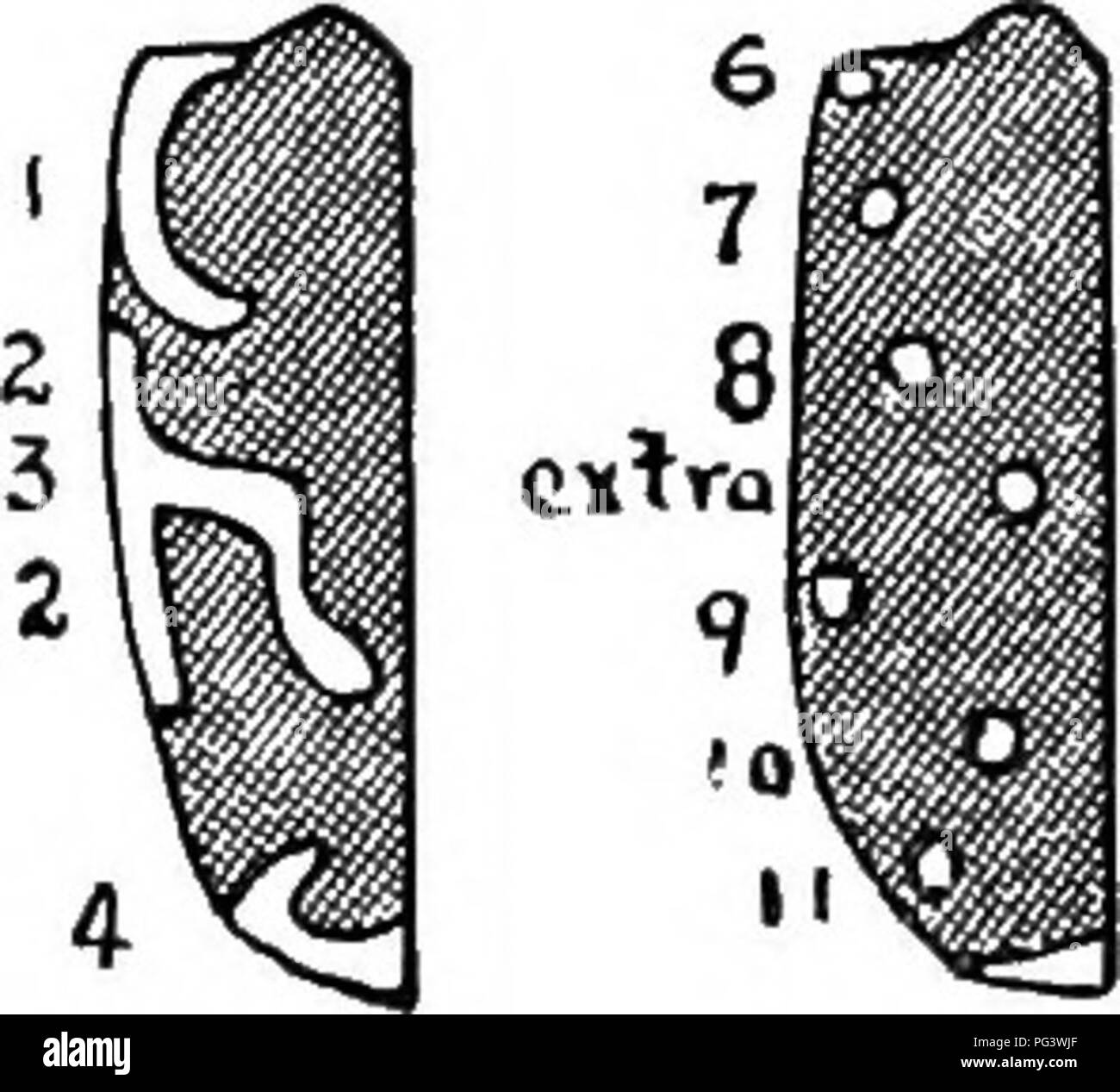 This catalog offers a detailed description of the beetles found in ...