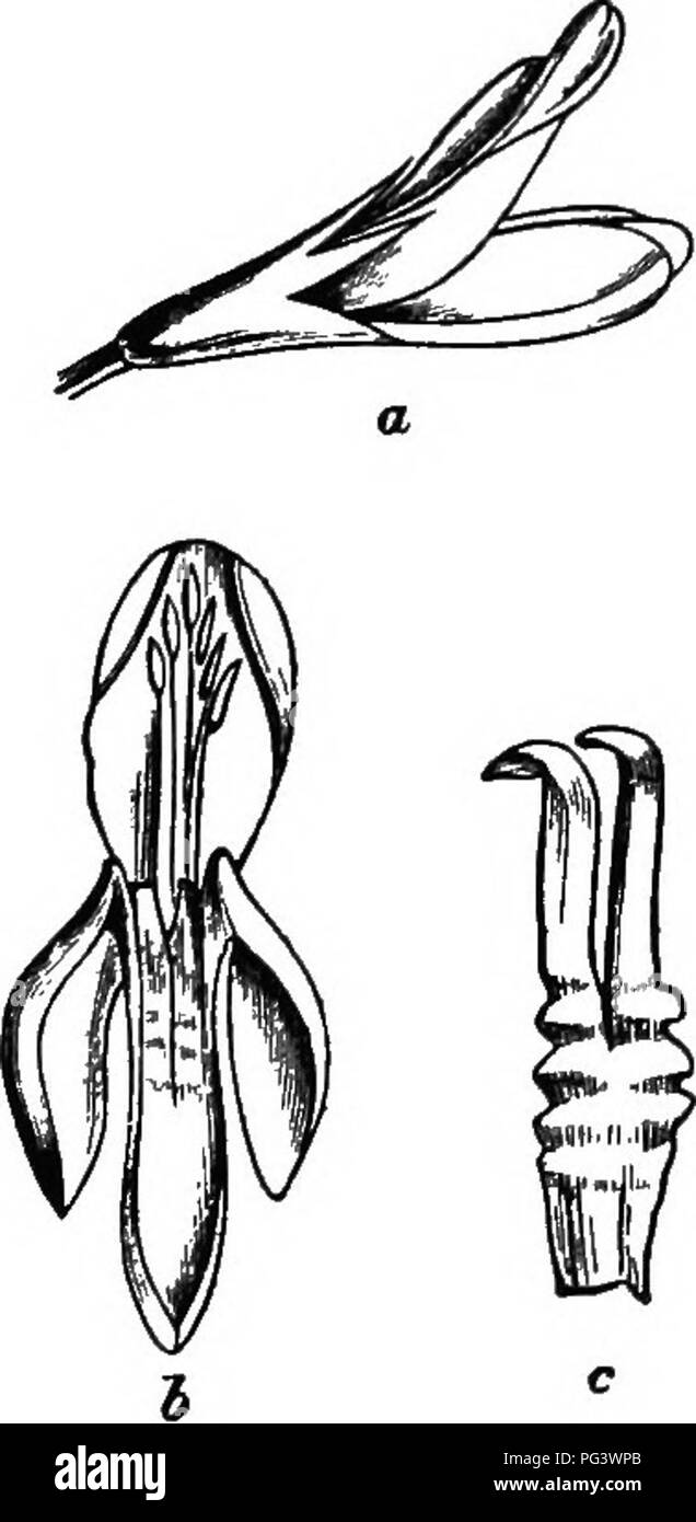 This work explores the mechanisms behind floral structure development ...