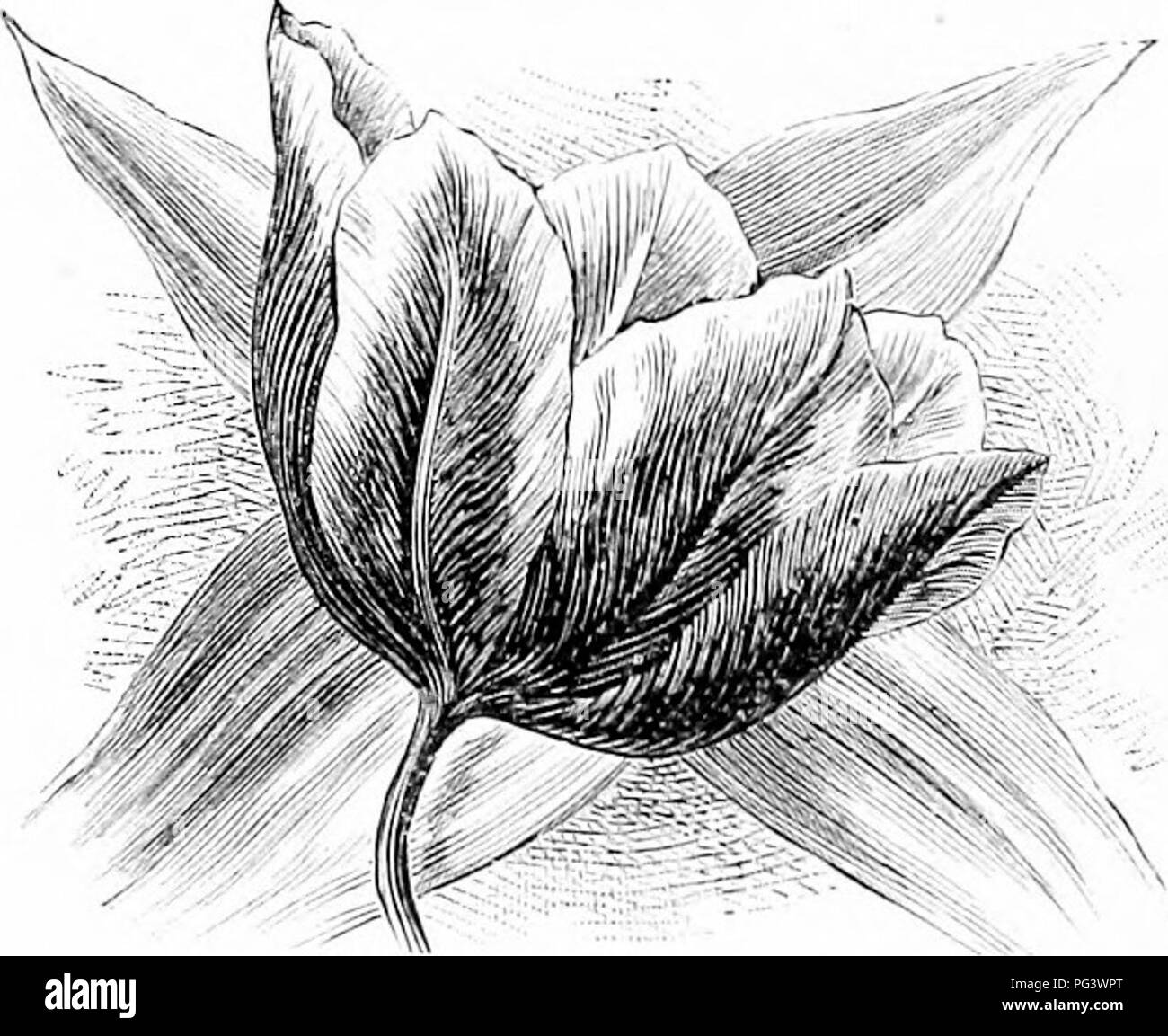 A guide to popular garden flowers, focusing on cultivation and care ...